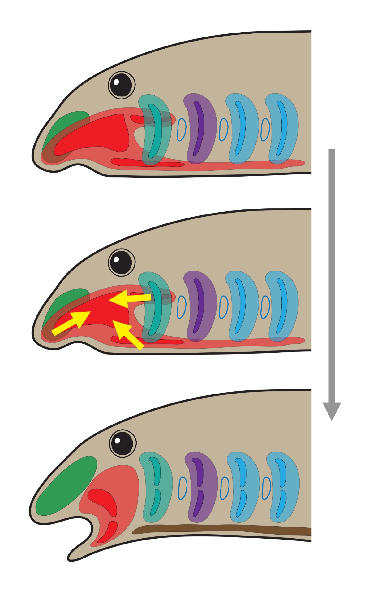 Jaw Origins :: Evolutionary Morphology